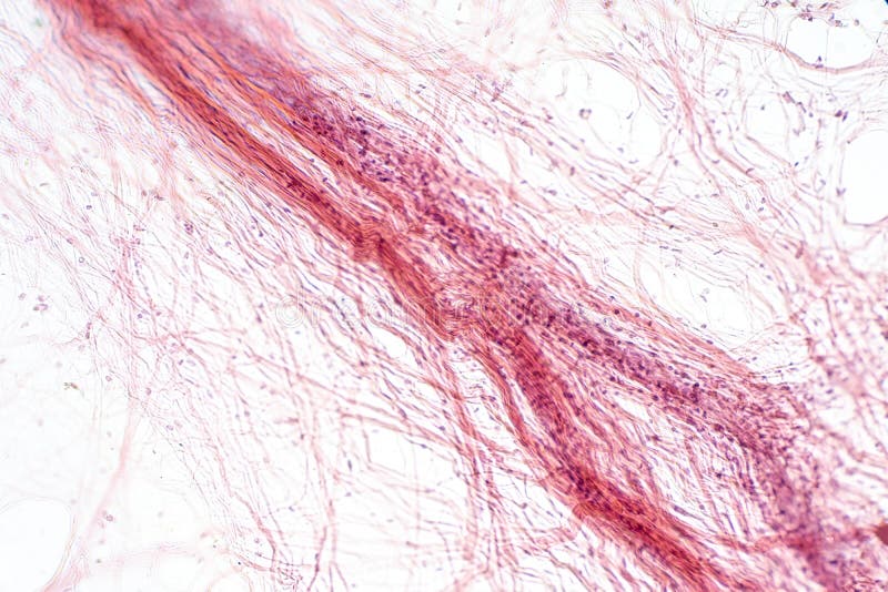 Areolar Connective Tissue Under the Microscope View Stock Illustration ...