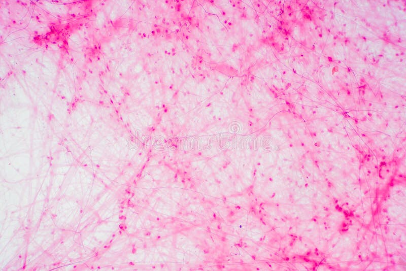 Areolar Connective Tissue Under The Microscope View Stock Photo - Image ...