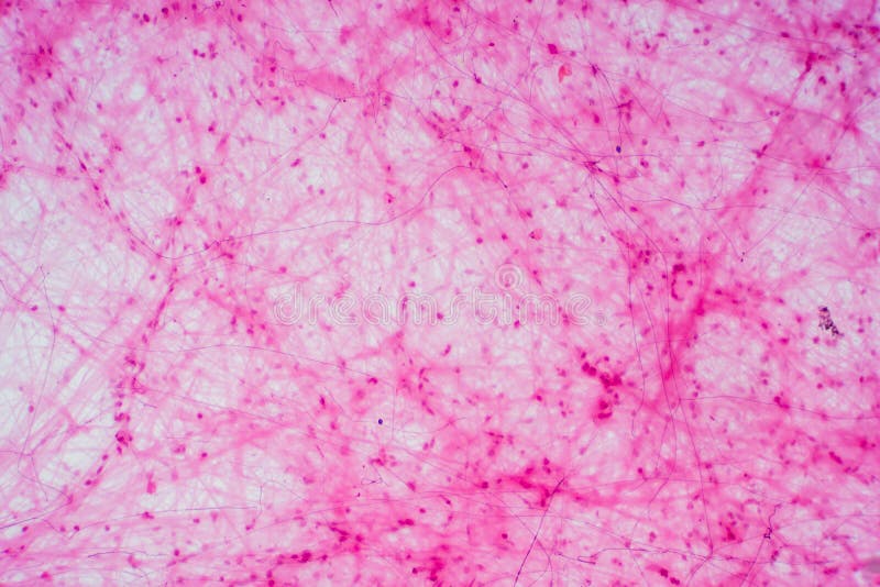 Areolar Connective Tissue Under the Microscope View Stock Photo - Image ...