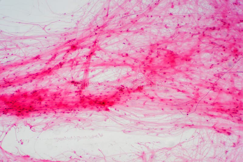 Areolar Connective Tissue Under the Microscope View Stock Image - Image ...
