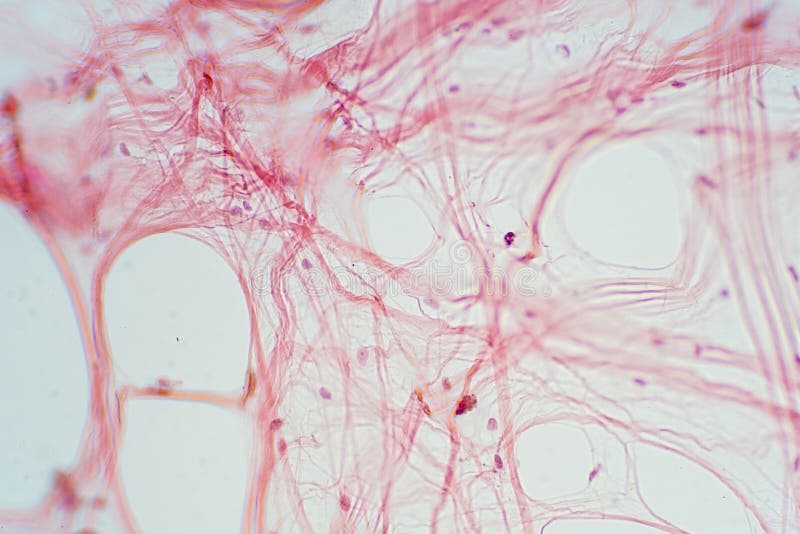 Areolar Connective Tissue Under the Microscope View Stock Photo - Image ...