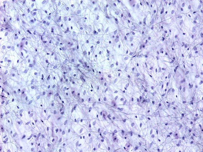 Areolar Tissue 20x stock photo. Image of cells, blue - 54508612