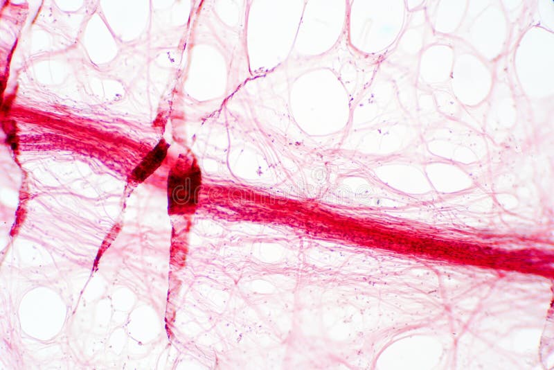 Bindweefsel. mestcel stock foto. Image of vezels, histologie - 232081552