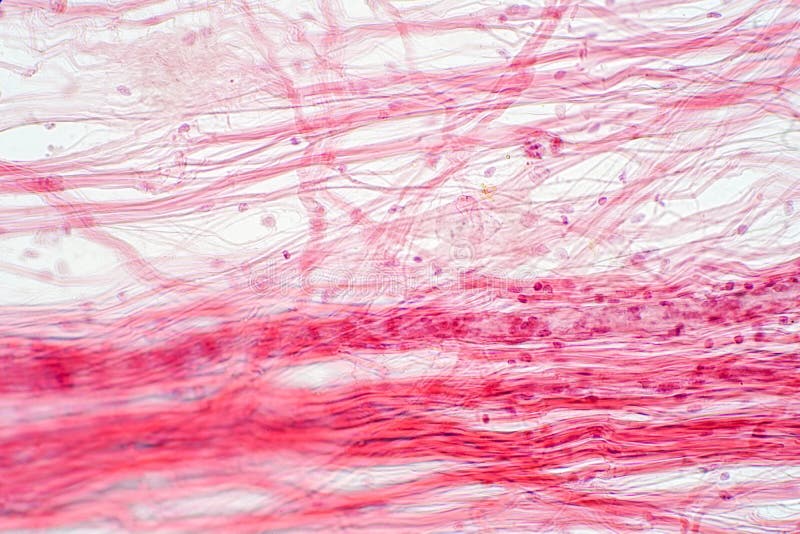 Areolair Bindweefsel Onder De Microscoopweergave Stock Foto - Image of ...