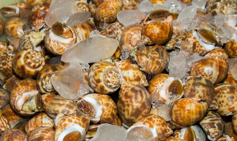 Babylonia Areolata Mariscos Mariscos En Plato Blanco Listo Para Comer O ...