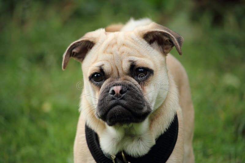 Arg Jack Russell För Mops Valp Arkivfoto - Bild av angus: 79389852