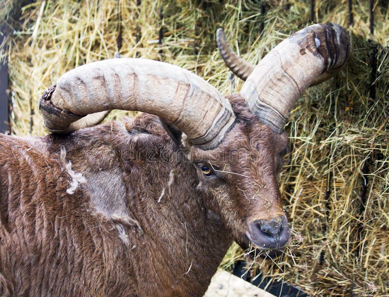 Argali stock foto. Image of laag, schapen, bruin, hoornen - 50735372