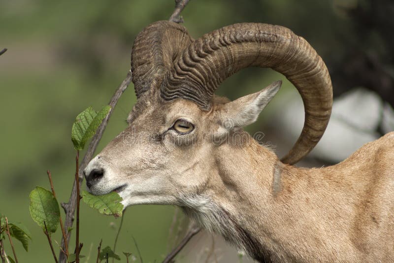 Argali stock image. Image of object, glitter, antler, argali - 725703
