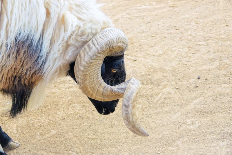 Argali stock photo. Image of sheeps, nature, close, mammals - 202622212