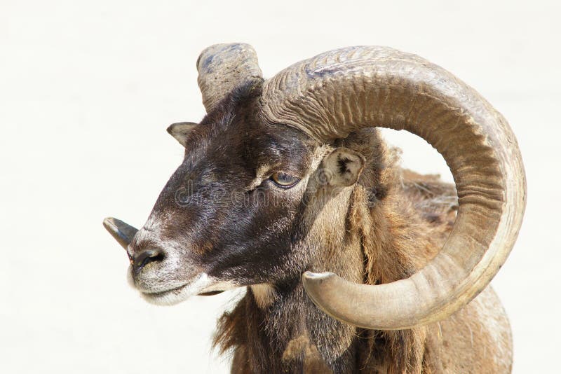 Argali sheep stock photo. Image of wildlife, closeup - 31885762