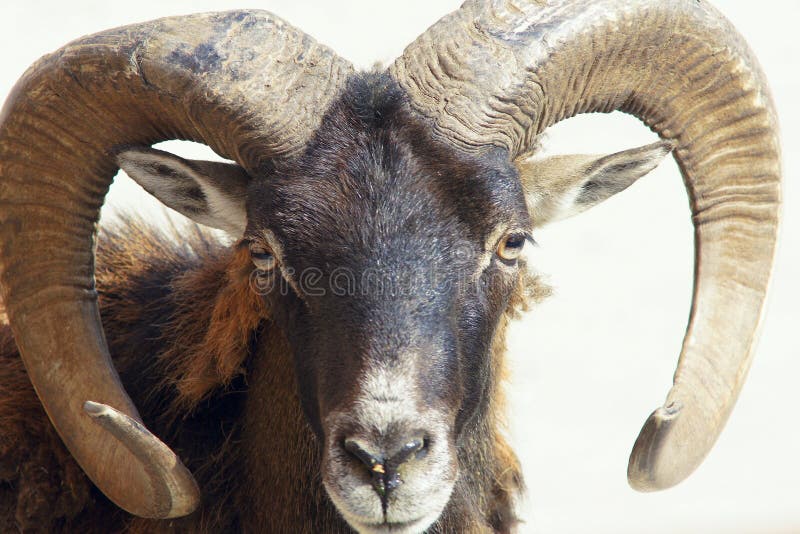 Argali sheep stock image. Image of crooked, close, ammon - 31885775