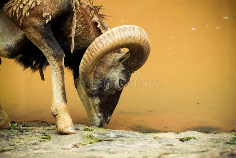 Argali watering stock image. Image of cute, sheeps, ammon - 31072669