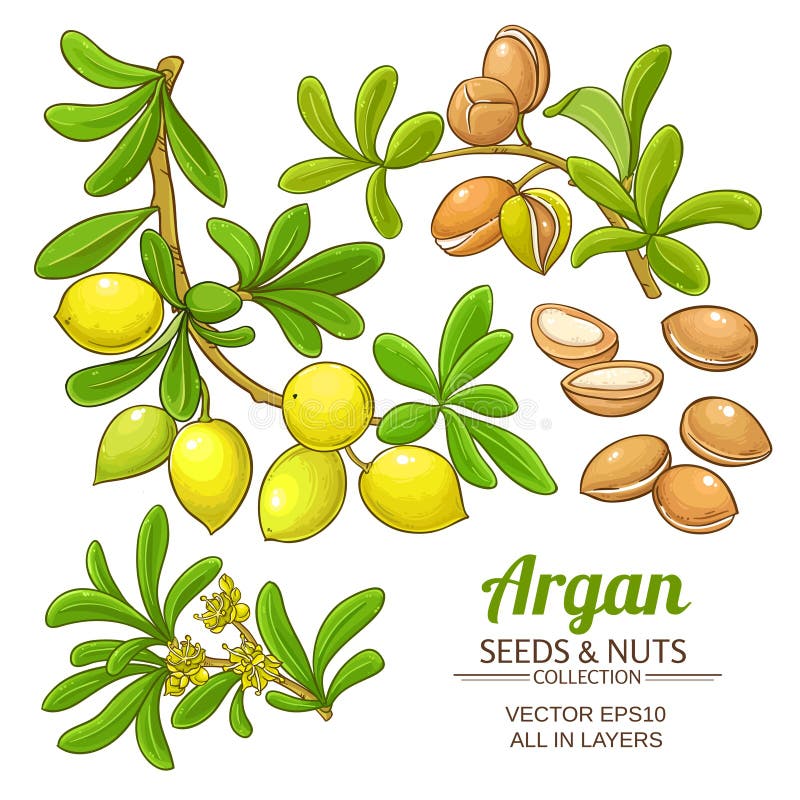 Argan Set Stock Illustrations – 678 Argan Set Stock Illustrations ...