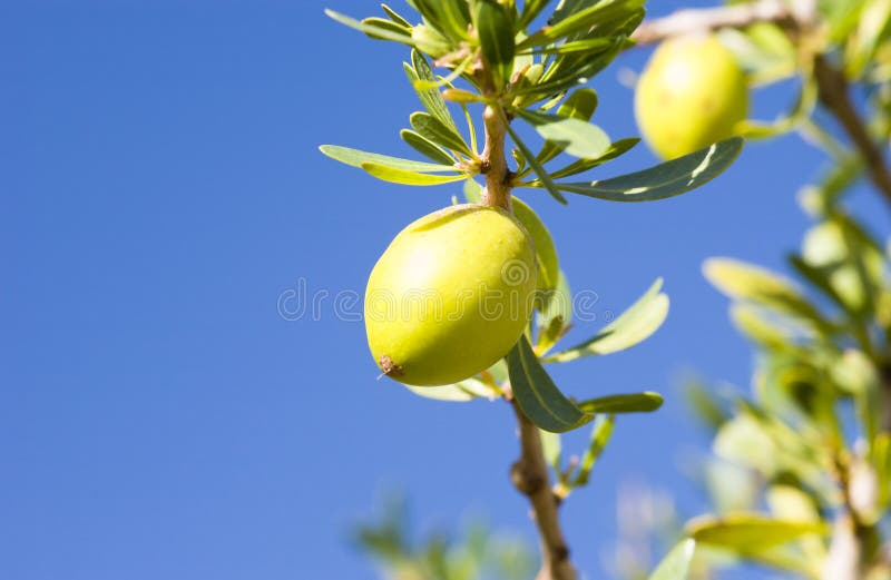 Fruit of the Argan Tree (Argania Spinosa) Stock Photo - Image of leaf ...