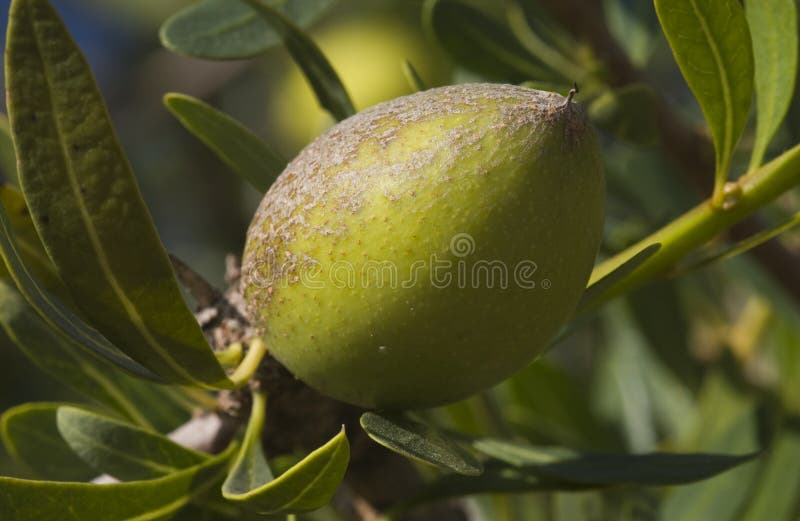 Fruit of the Argan Tree (Argania Spinosa) Stock Photo - Image of leaf ...