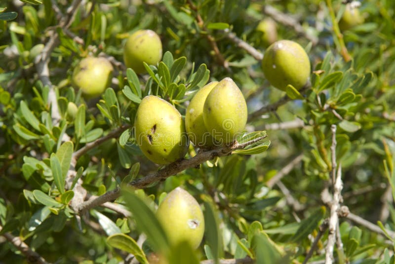 Fruit of the Argan Tree (Argania Spinosa) Stock Photo - Image of leaf ...
