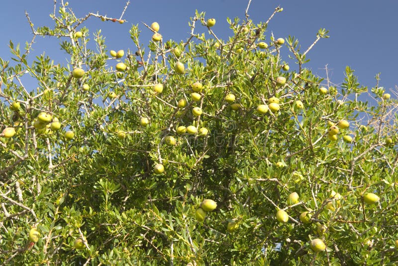 Fruit of the Argan Tree (Argania Spinosa) Stock Photo - Image of leaf ...