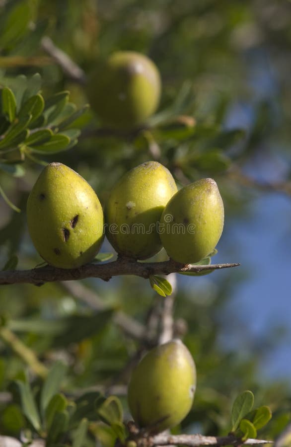 Fruit of the Argan Tree (Argania Spinosa) Stock Image - Image of tree ...