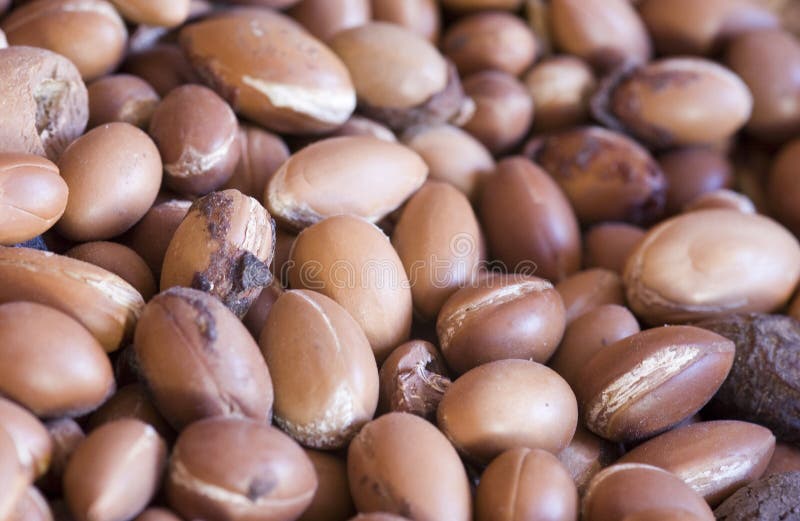 Argan nuts in shell stock image. Image of close, morocco - 7508121