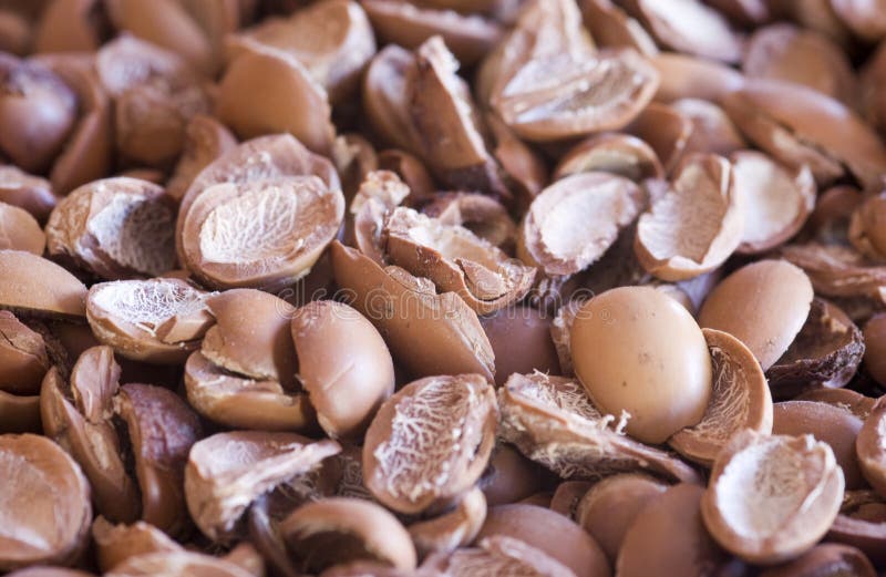 Argan nuts stock photo. Image of green, tree, leaves - 18473954