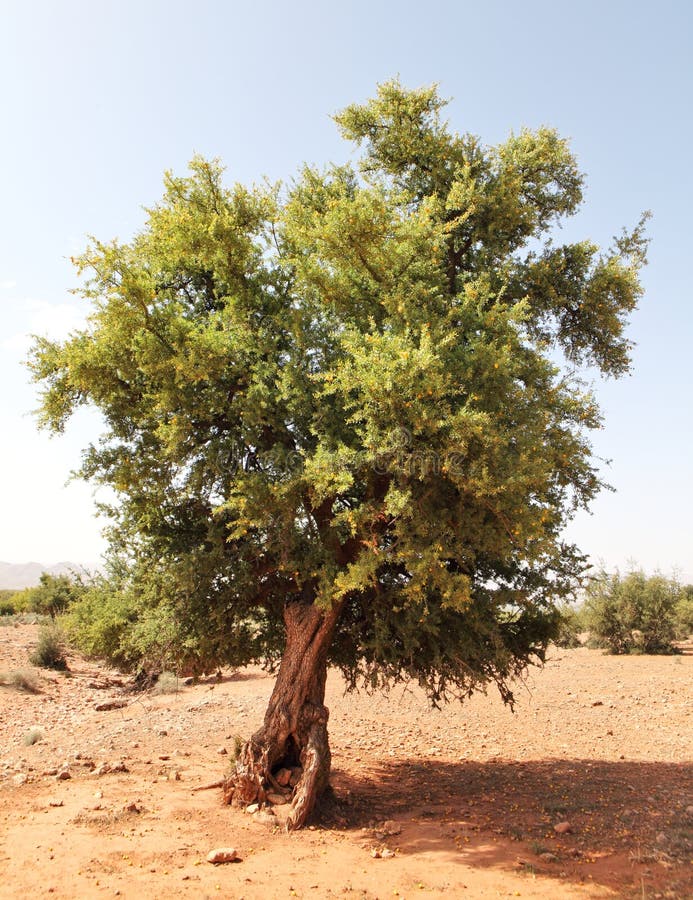 Seeds of argan stock image. Image of argan, care, aroma - 19071991