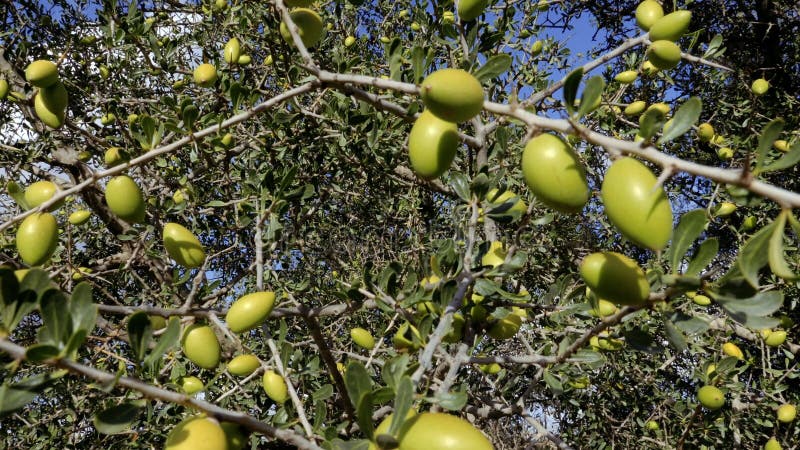 Argan Tree Branches with Lots of Green Nuts. Stock Footage - Video of ...