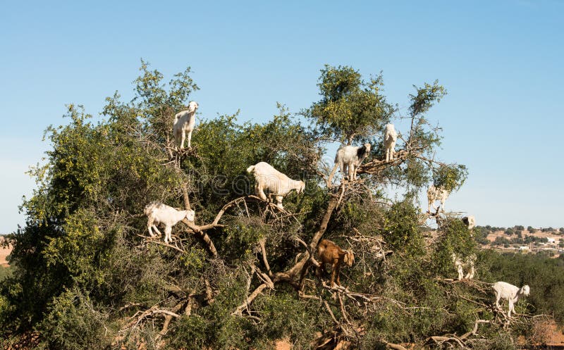 Goats In Trees Wallpaper