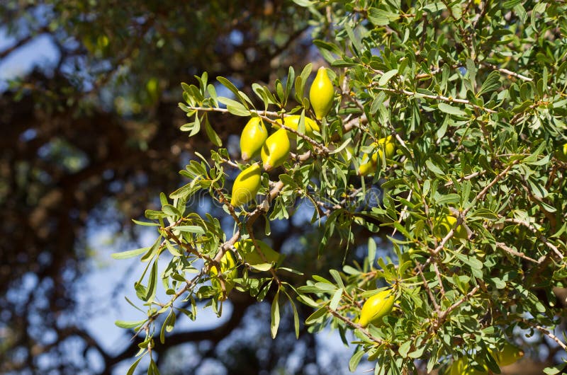 Argan Tree with Yellow Fruits Stock Image - Image of moroccan ...