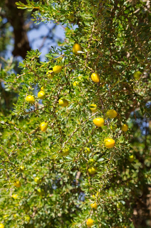 Argan Tree with Yellow Fruits Stock Image - Image of argania, beautiful ...