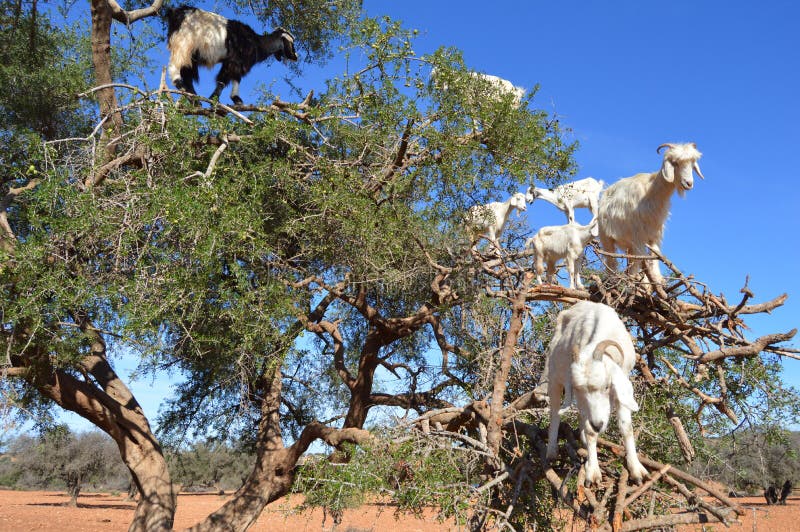 Argan Trees and the Goats on the Way between Marrakesh and Essaouira in ...