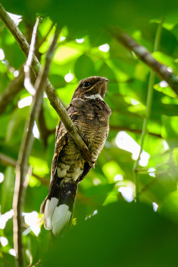 Arge-tailed Nightjar Bird on Branch Stock Image - Image of natural ...
