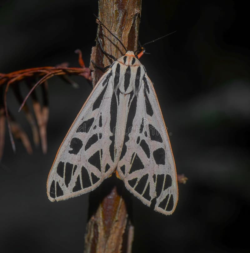 Arge Tiger Moth on Cypress Tree Stock Photo - Image of wing, arge ...