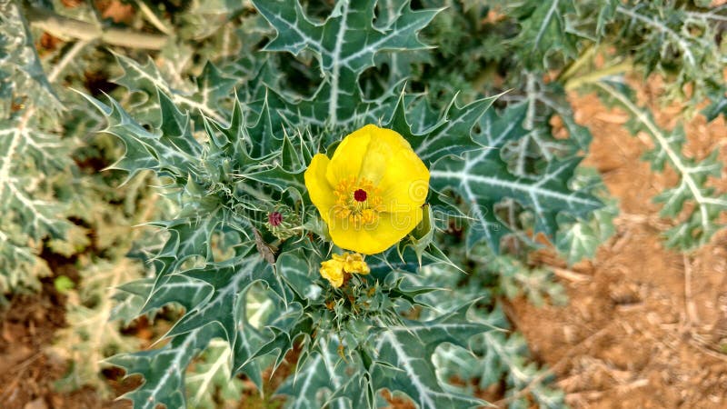 Argemon Mexicana Oder Mexikanische Mohnblume Stockfoto - Bild von bild ...