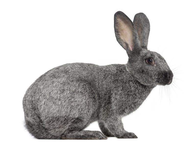 Argente Rabbit Isolated on White Stock Photo - Image of argente, studio ...