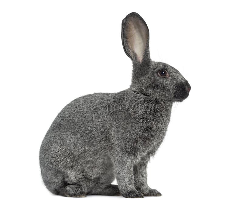 Argente Rabbit Isolated on White Stock Photo - Image of sitting, animal ...