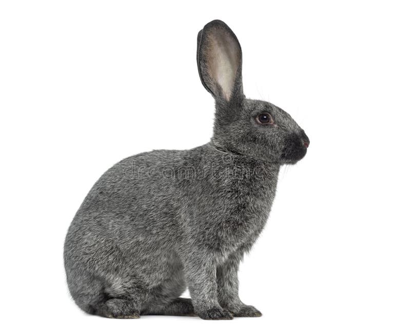 Argente Rabbit Isolated on White Stock Photo - Image of sitting, animal ...