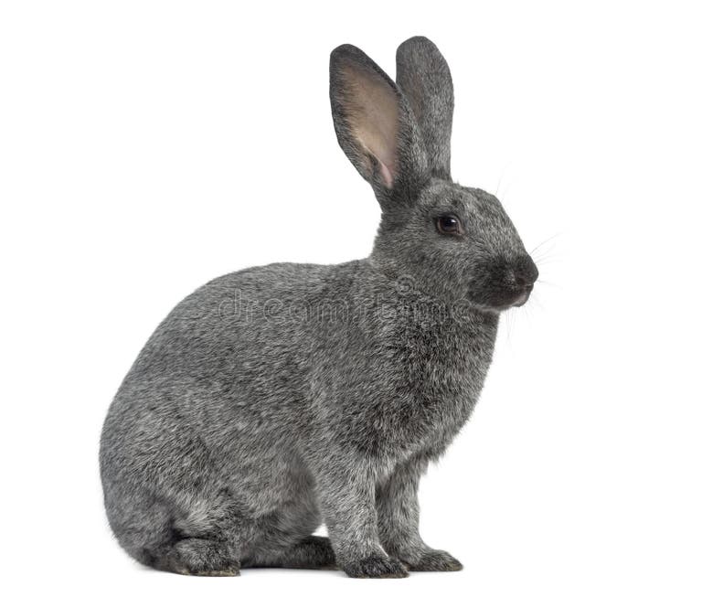 Argente Rabbit Isolated on White Stock Image - Image of animal, argente ...