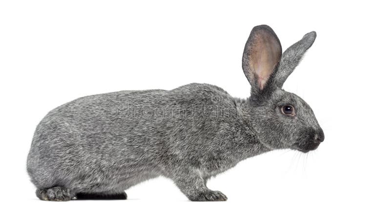 Argente Rabbit Isolated on White Stock Image - Image of white, people ...