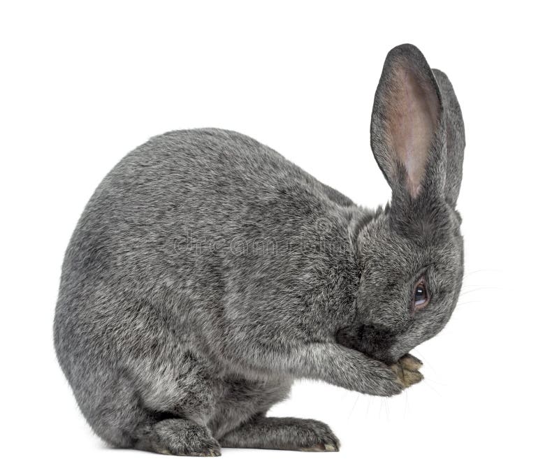 Argente Rabbit Isolated on White Stock Photo - Image of domestic ...
