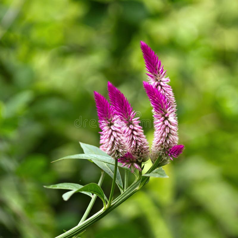 Argentea Del Celosia En Jardín Foto de archivo - Imagen de floral ...