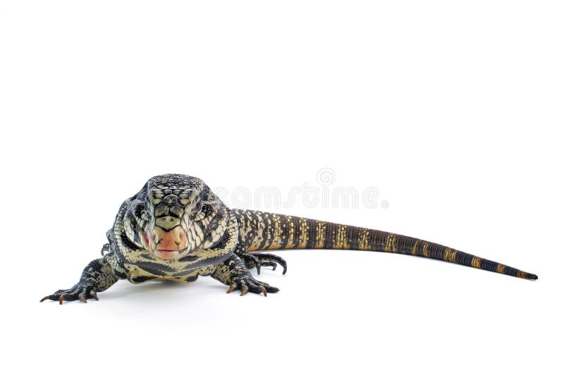 10,703 Fotos de Stock de Lagarto Preto E Branco - Fotos de Stock ...