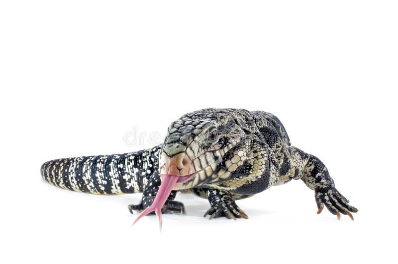 10,703 Fotos de Stock de Lagarto Preto E Branco - Fotos de Stock ...