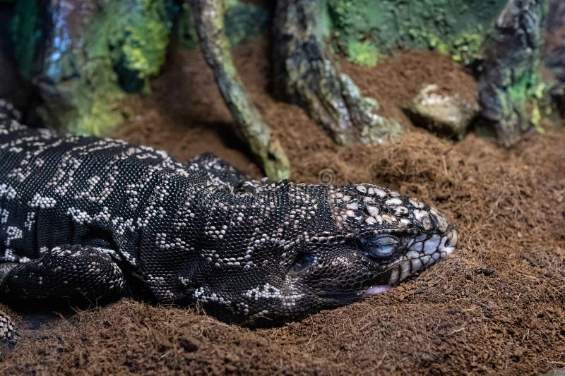 The Argentine Black and White Tegu is Sleeping in His Cage Stock Image ...