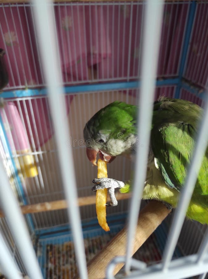 Fried Parrot Stock Photos - Free & Royalty-Free Stock Photos from ...