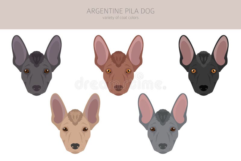 Argentine Dog Face Vector Illustration Line Drawing Stock Vector ... Argentine Dog Face Vector Illustration Line Drawing Stock Vector ...