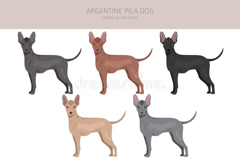 Argentine Dog Face Vector Illustration Line Drawing Stock Vector ... Argentine Dog Face Vector Illustration Line Drawing Stock Vector ...