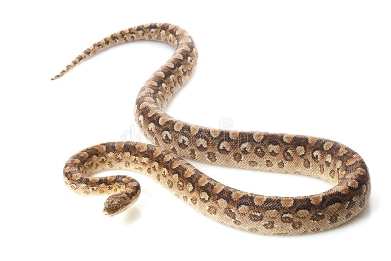 591 Rainbow Boa Stock Photos - Free & Royalty-Free Stock Photos from ...