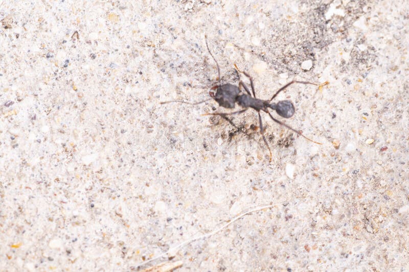 Argentinian Soldier Ant on the Ground Stock Photo - Image of spider ...