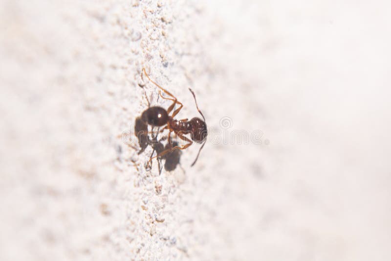 Argentinian Ant on a White Wall Stock Photo - Image of macri, close ...