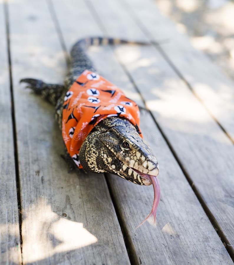 Argentinian Black and White Tegu Stock Photo - Image of tegu, forked ...